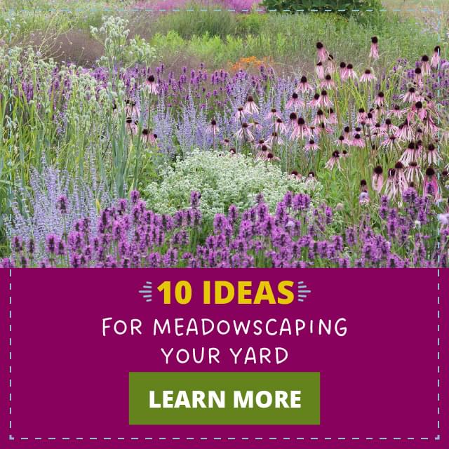 American Meadows: 10 Ideas For Meadowscaping Your Yard | Milled