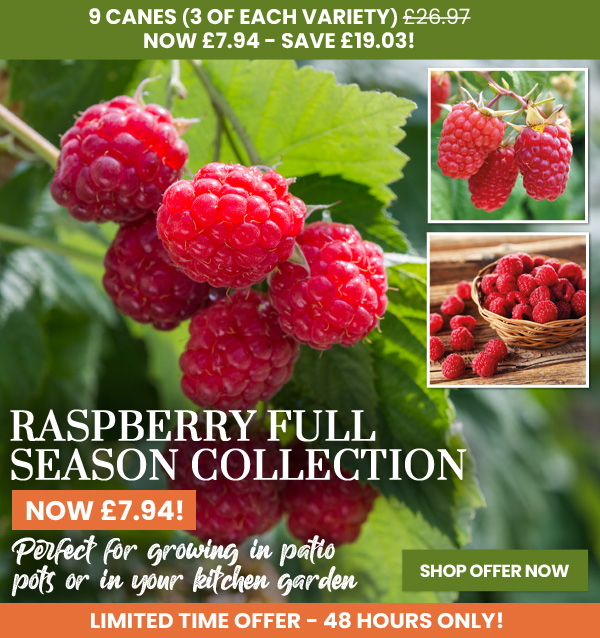 Dobies: Full Season Raspberry Collection NOW £7.94! | Milled