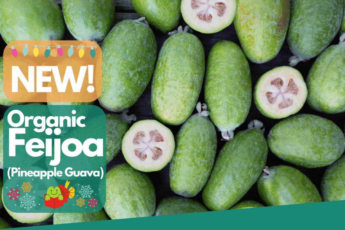Frog Hollow Farm: Organic Feijoa! NEW! 🥳 | Milled