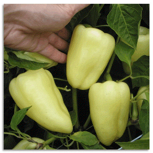 Marshalls Seeds: Meet 50+ fresh vegetables seeds for 2024 | Milled