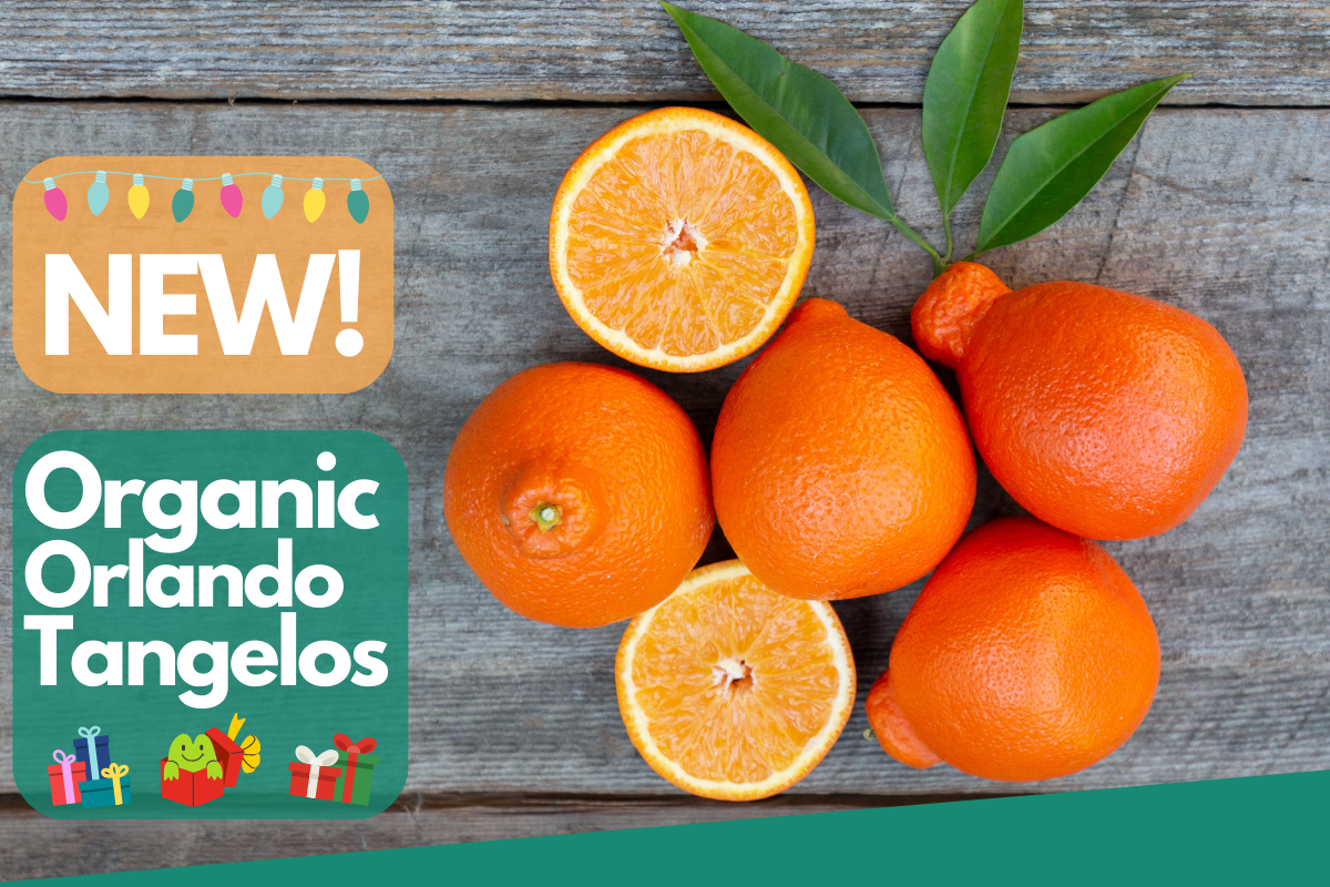 Frog Hollow Farm: Organic Orlando Tangelos! In Season Now! 🍊 | Milled