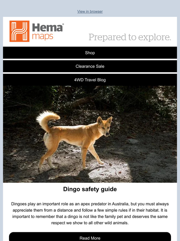 Hema Maps: How to stay safe around dingos | Milled