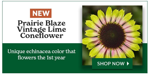 Park Seed: Park Seed’s 2024 Collection is Live | Milled