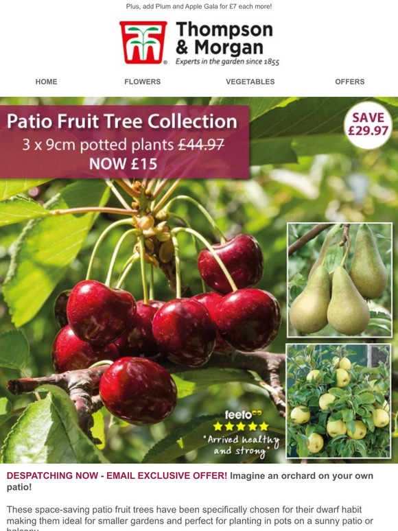 Thompson & Morgan: Patio Apple, Pear & Cherry Trees now £5 each! | Milled