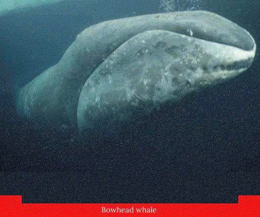 Gage Beasley: Whale Songs and Dino Roars: Deep Dive into Bowhead Whales ...