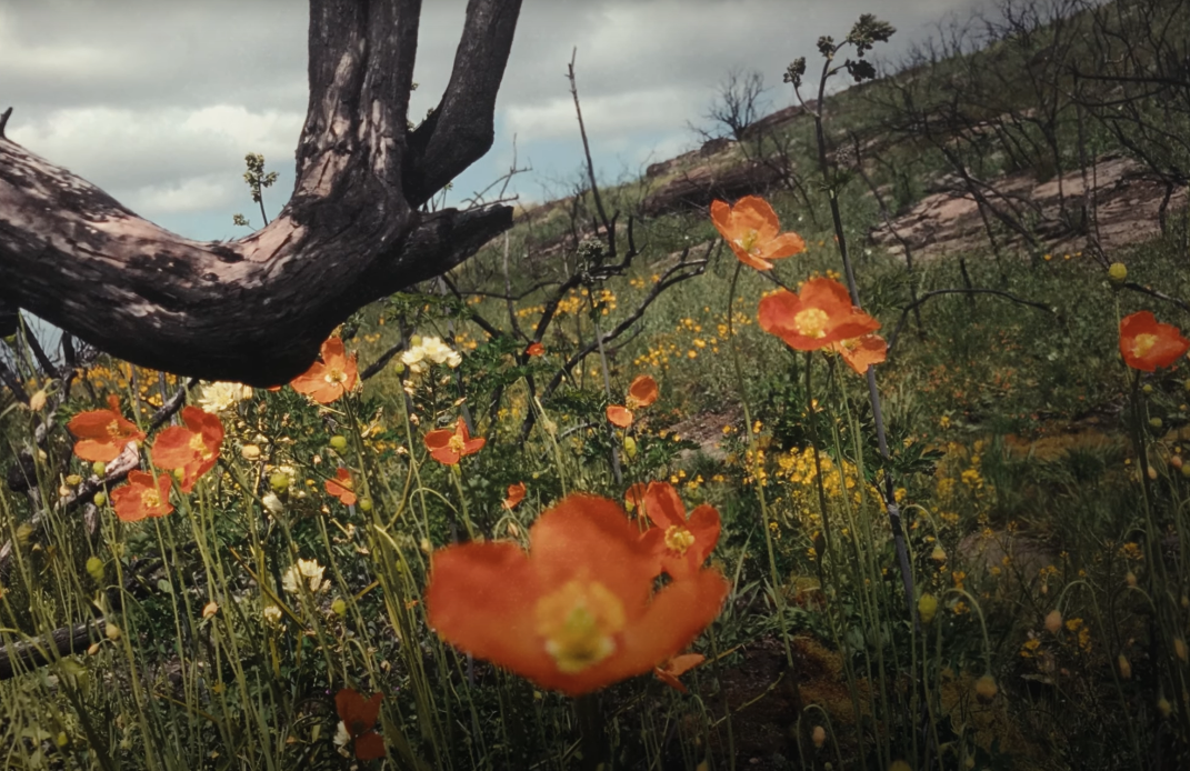 Mystery Ranch: THE FIRE POPPY | Milled