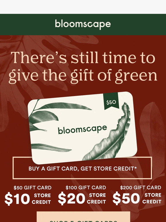 Bloomscape: There's still time to give the gift of green! | Milled