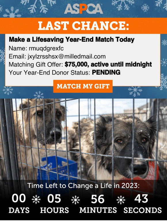 ASPCA: Final Match Offer: Double Your Impact Before 2024 | Milled