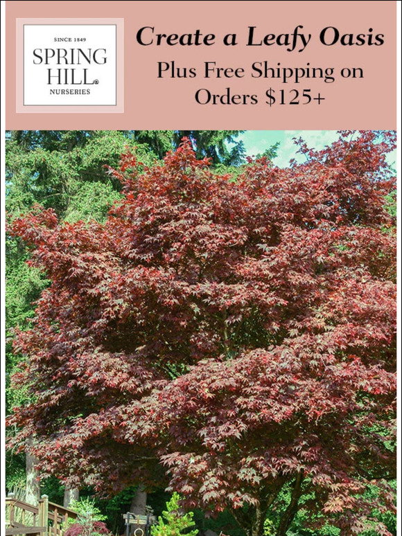 Spring Hill Nursery: Shade Trees for Spring Planting | Milled