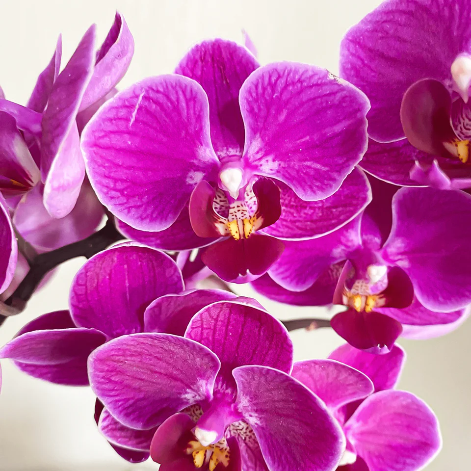 Orchideen Klusmann: In der Aktion: Blackpearl, Merida und weiße Table Dances | Milled