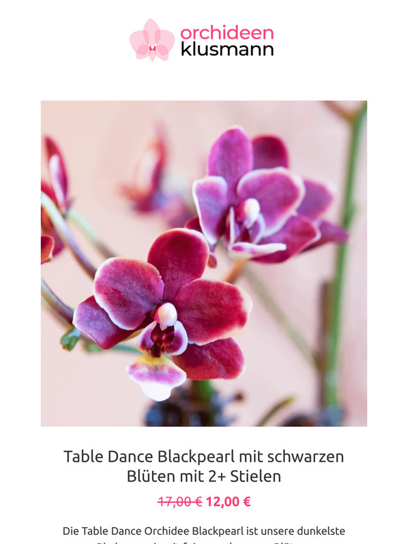 Orchideen Klusmann: In der Aktion: Blackpearl, Merida und weiße Table Dances | Milled