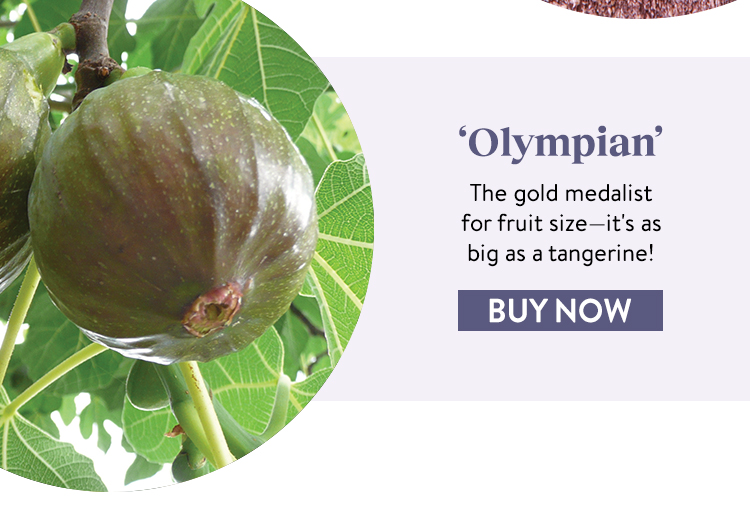 Burpee: Our Fignomenal fig is back—be quick! | Milled