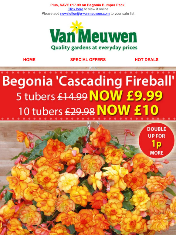 Van Meuwen: Cascading Begonia Fireball - Double for 1p more! | Milled