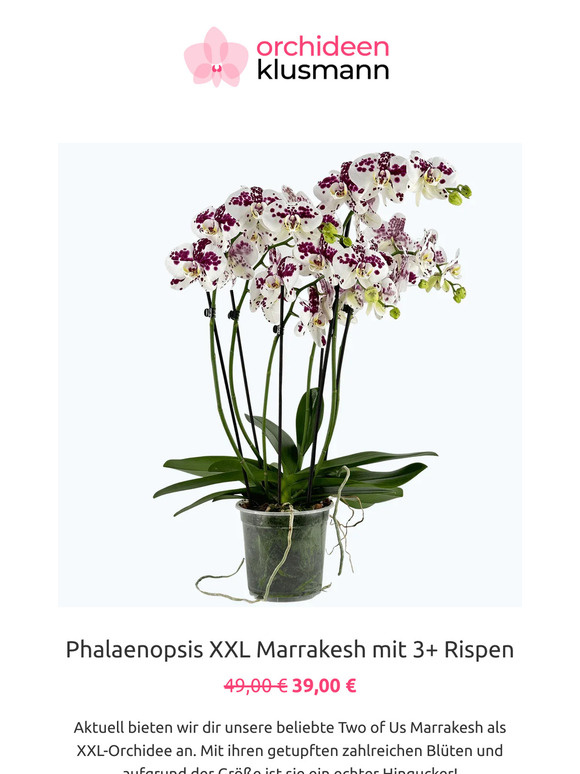 Orchideen Klusmann DE: 🌸 Mit tollen Aktionen ins Wochenende! | Milled