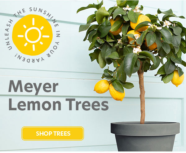 Soil & Clay: 🍋 Unleash the Sunshine in Your Yarden with Meyer Lemon ...