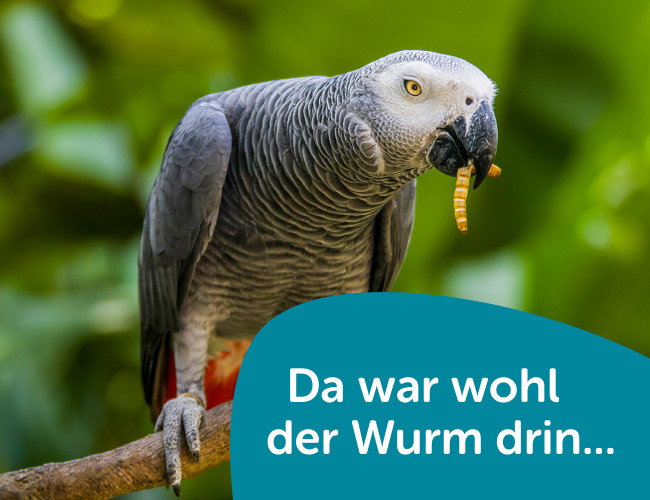 ZooRoyal: 🐛 Ooops... da war der Wurm drin! | Milled