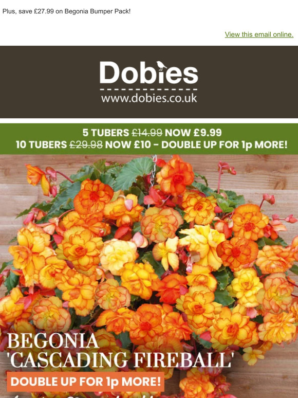 Dobies: Cascading Begonia Fireball - Double for 1p more! | Milled