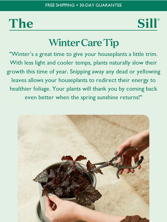 The Sill: Our plant expert Paris shares the benefits of winter pruning ...