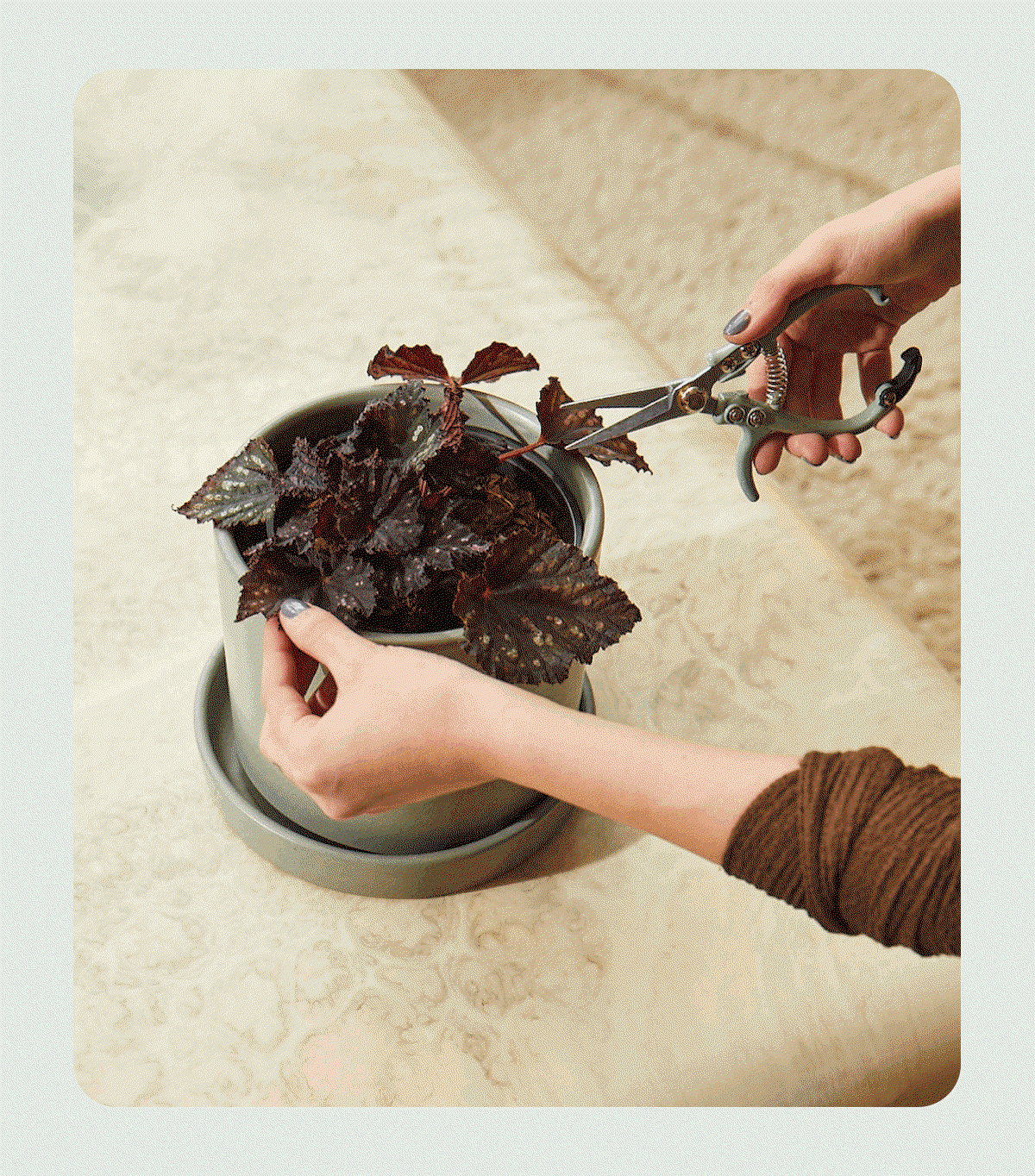 The Sill: Our plant expert Paris shares the benefits of winter pruning ...