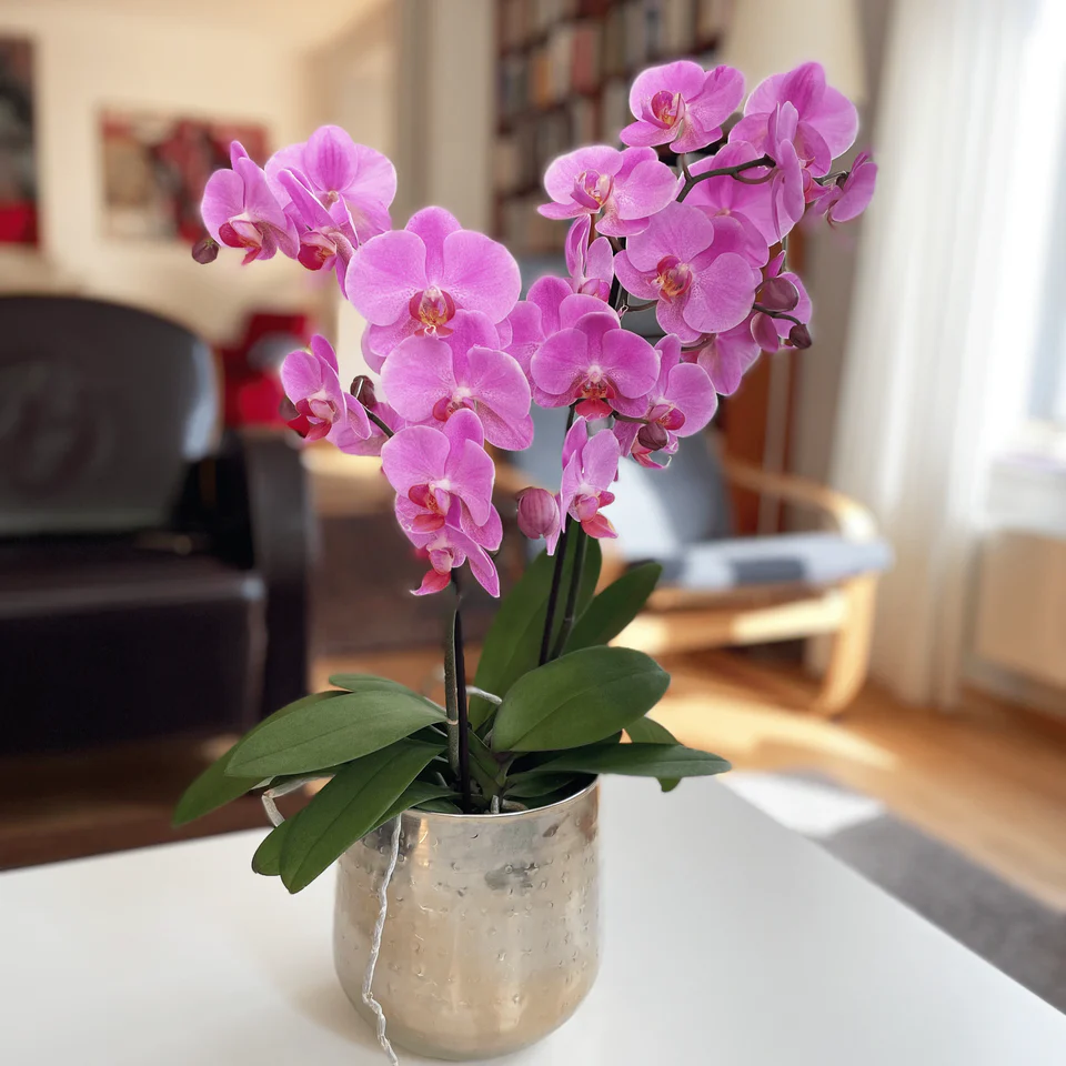 Orchideen Klusmann: 🌸 Viele Sorten im Preis gesenkt | Milled