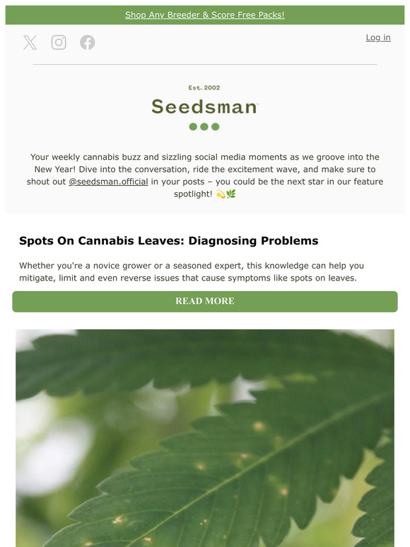 SeedsMan: Weekly Update: Spots On Cannabis Leaves - Diagnosing Problems ...