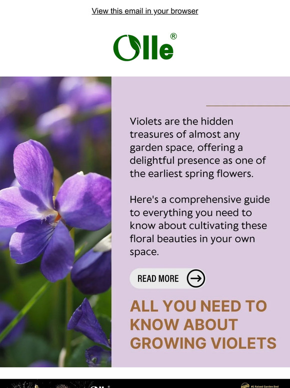 Olle Gardens: All You Need to Know About Growing Violets | Milled