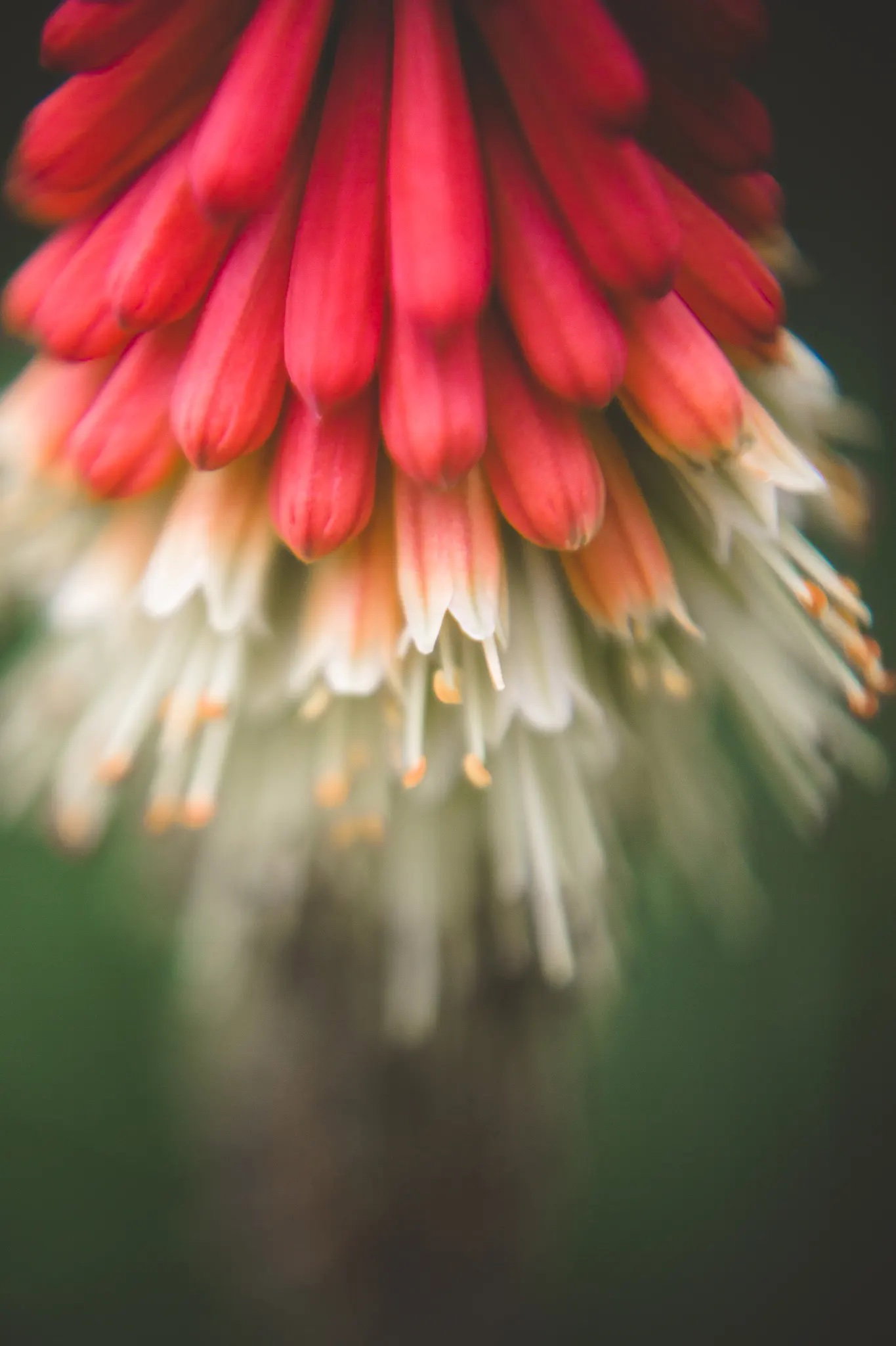 Lensbaby: To Photoshop or Not To Photoshop | Milled