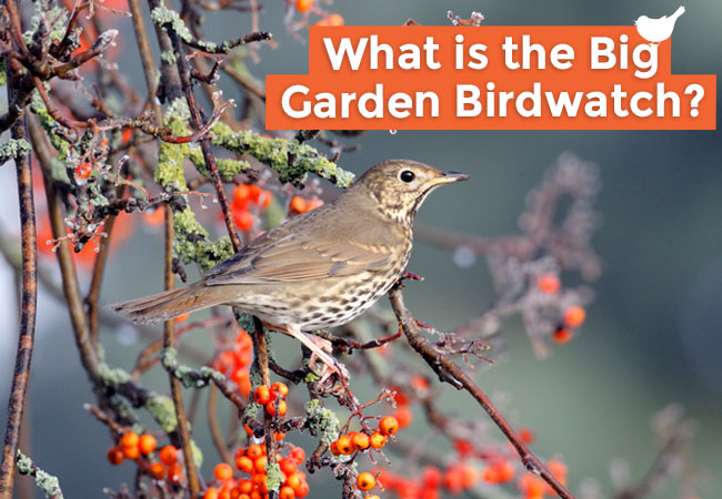 Happy Beaks: What is the Big Garden Birdwatch? | Milled