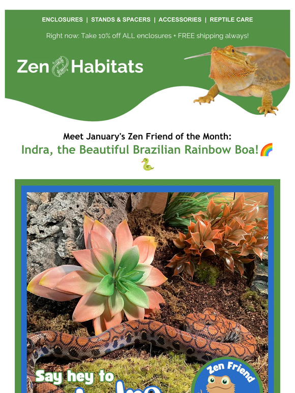 Zen Habitats: Say "Hello" to Indra the Brazilian Rainbow Boa!🌈🐍 | Milled