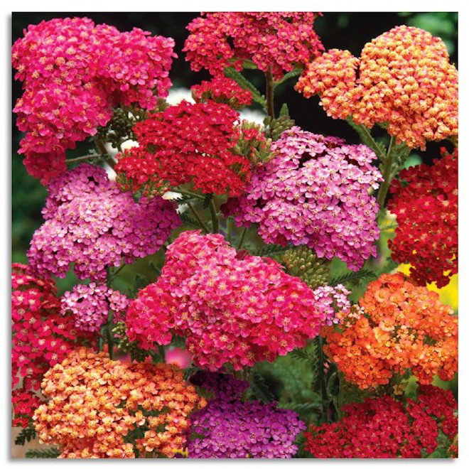marshalls seeds: 3 for 2 Perennial Seedlings | Milled