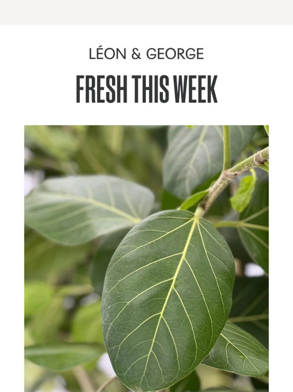 Leon & George: Fresh at our greenhouse this week 🌿 | Milled