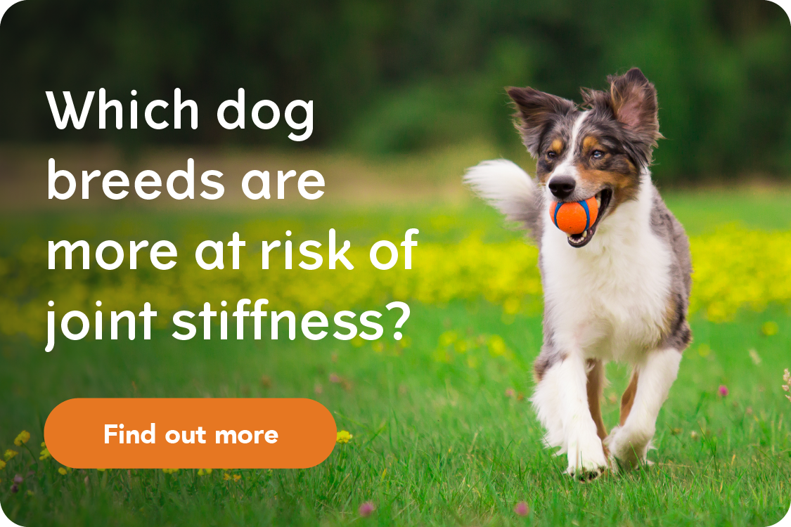 YuMOVE: Which dog breeds are more at risk of joint stiffness? | Milled