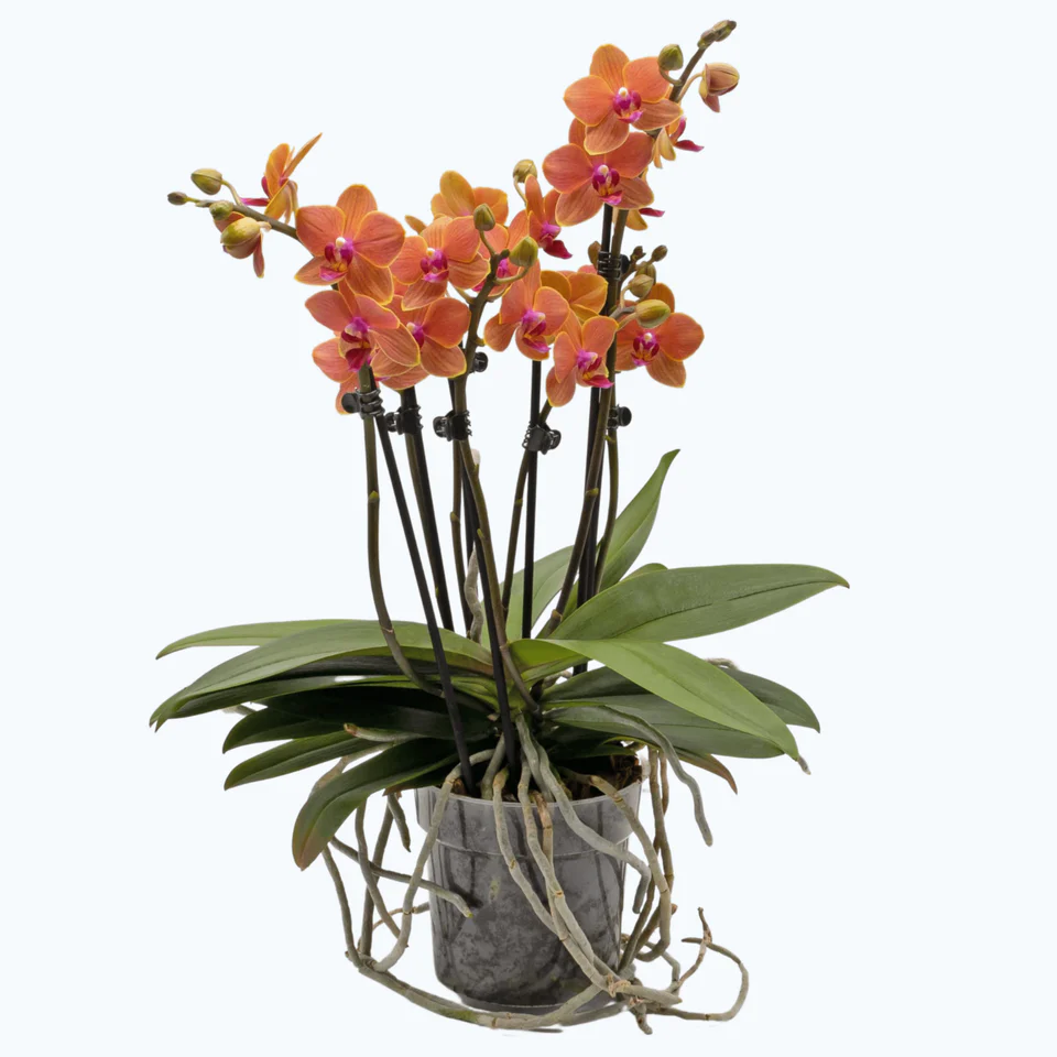 Orchideen Klusmann: Viele Orchideen in der Aktion | Milled