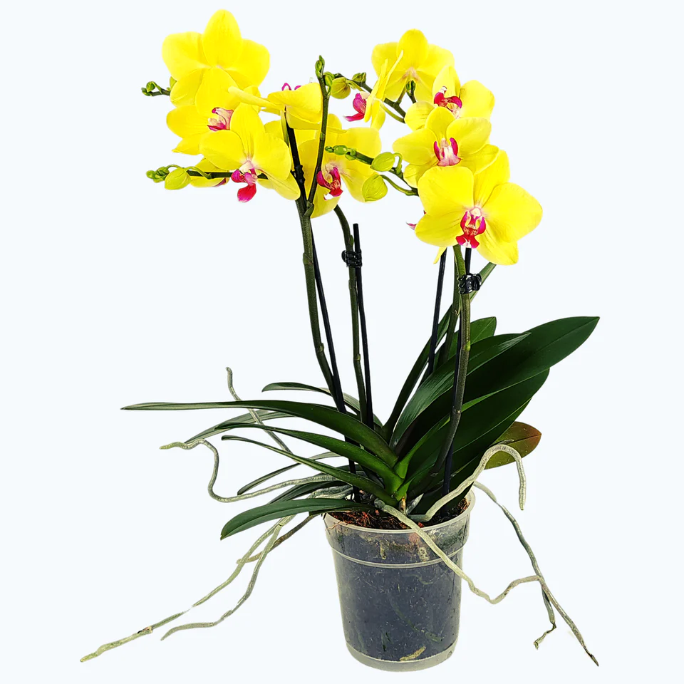 Orchideen Klusmann: Viele Orchideen in der Aktion | Milled