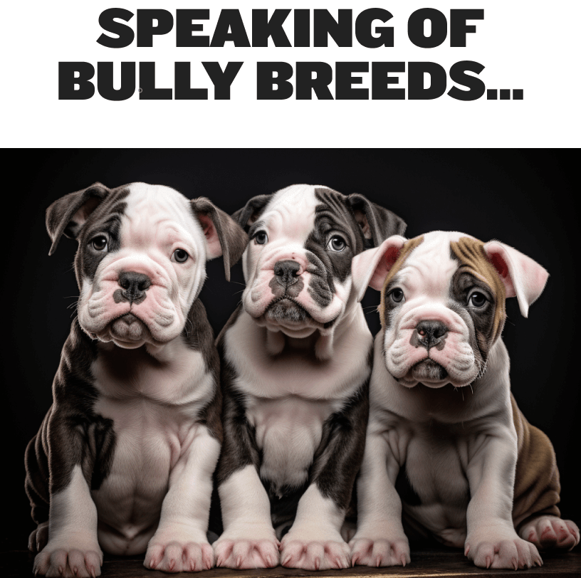 Bully Max: Shocking facts about our favorite bully breeds… | Milled