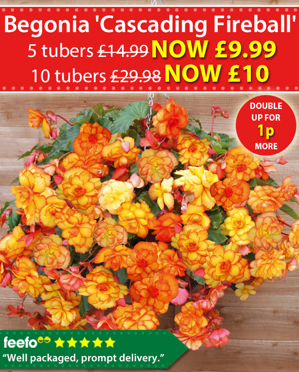 Van Meuwen: Cascading Begonia Fireball - Double for 1p more! | Milled