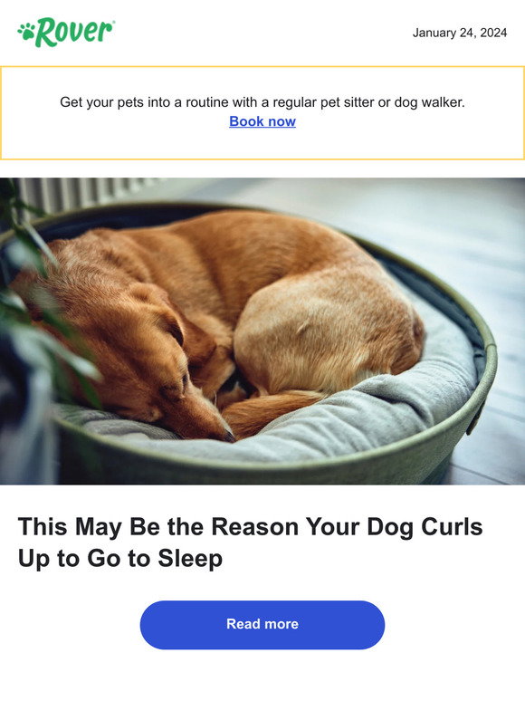 Rover: Why your dog curls up to sleep | Milled