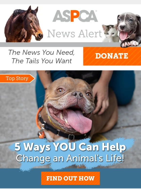 ASPCA: 5 Simple Ways to Change an Animal’s Life! | Milled