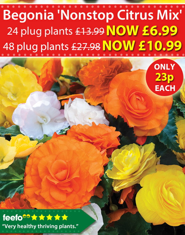 Van Meuwen: 24 Begonia Non-Stop Citrus Mix ONLY £6.99! 48 HOURS ONLY ...
