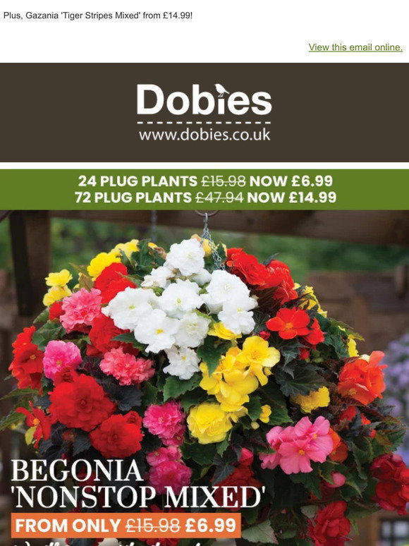 Dobies: 24 Begonia Non-Stop Mix ONLY £6.99! 48 HOURS ONLY! | Milled