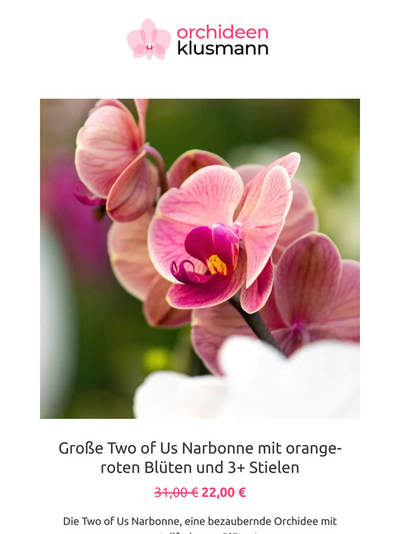 Orchideen Klusmann: 🌸 In der Aktion: die Narbonne & Maxillaria variabilis | Milled