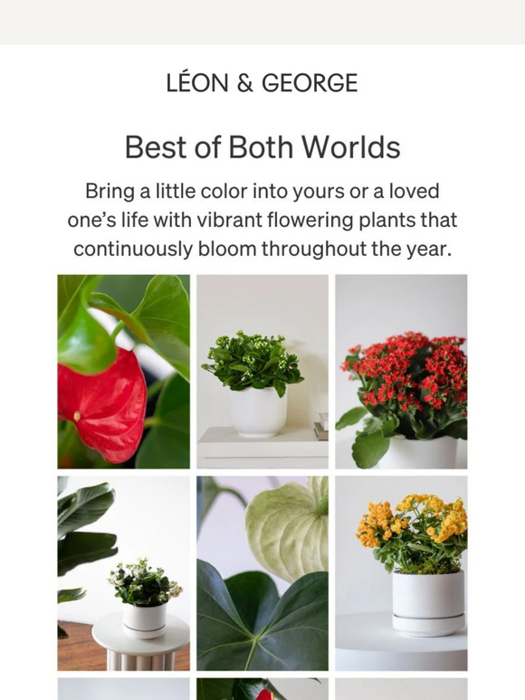 Leon & George: Flowers for you inside 🌹🌼💐 | Milled