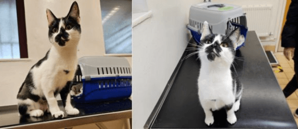 PDSA: Why our pet insurance is worth it? | Milled