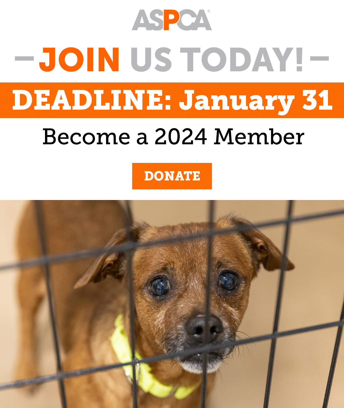ASPCA: —, please check your 2024 member status. | Milled