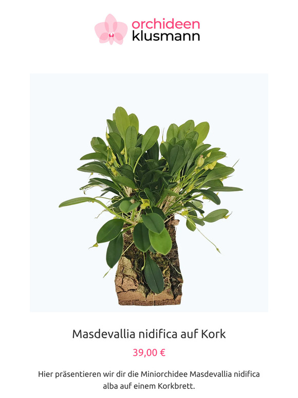 Orchideen Klusmann: 🌸 Spannende neue Sorten | Milled