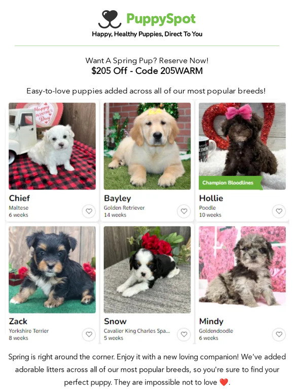 PuppySpot: New Puppies Added Just In Time For Spring! | Milled