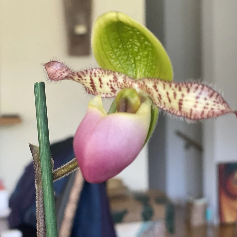 Orchideen Klusmann: In der Aktion: Dusty Belle und Phaius humblotii Solitär | Milled