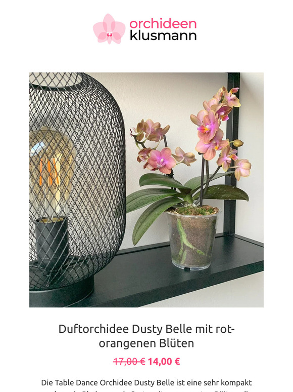 Orchideen Klusmann: In der Aktion: Dusty Belle und Phaius humblotii Solitär | Milled