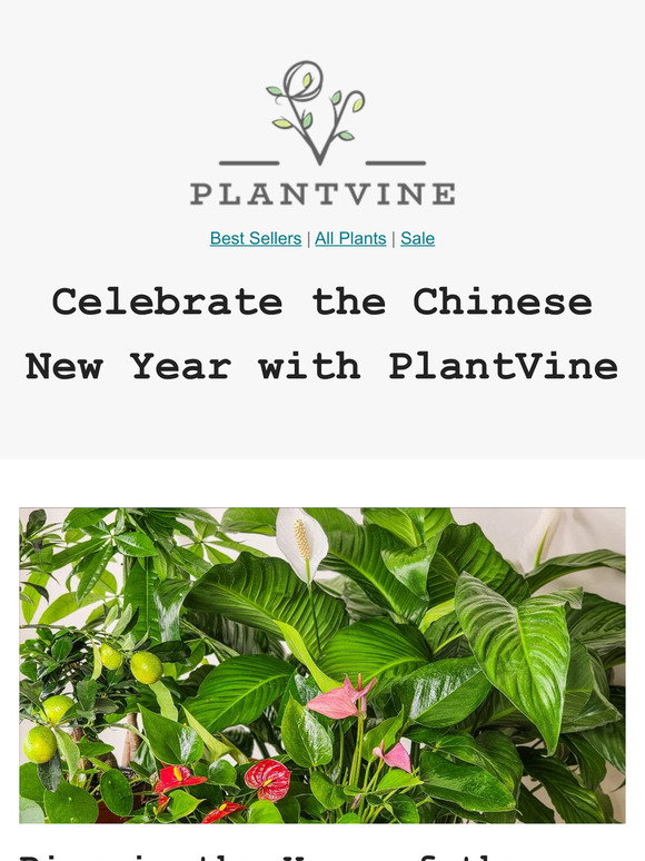 PlantVine: Celebrate the Chinese Lunar New Year with a New Plant | Milled
