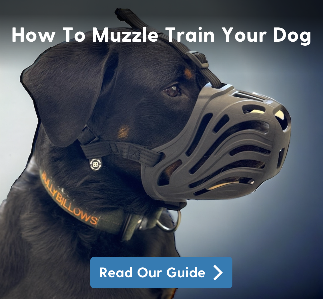 BullyBillows: Our Guide To Muzzle Training Your Dog ℹ️ | Milled